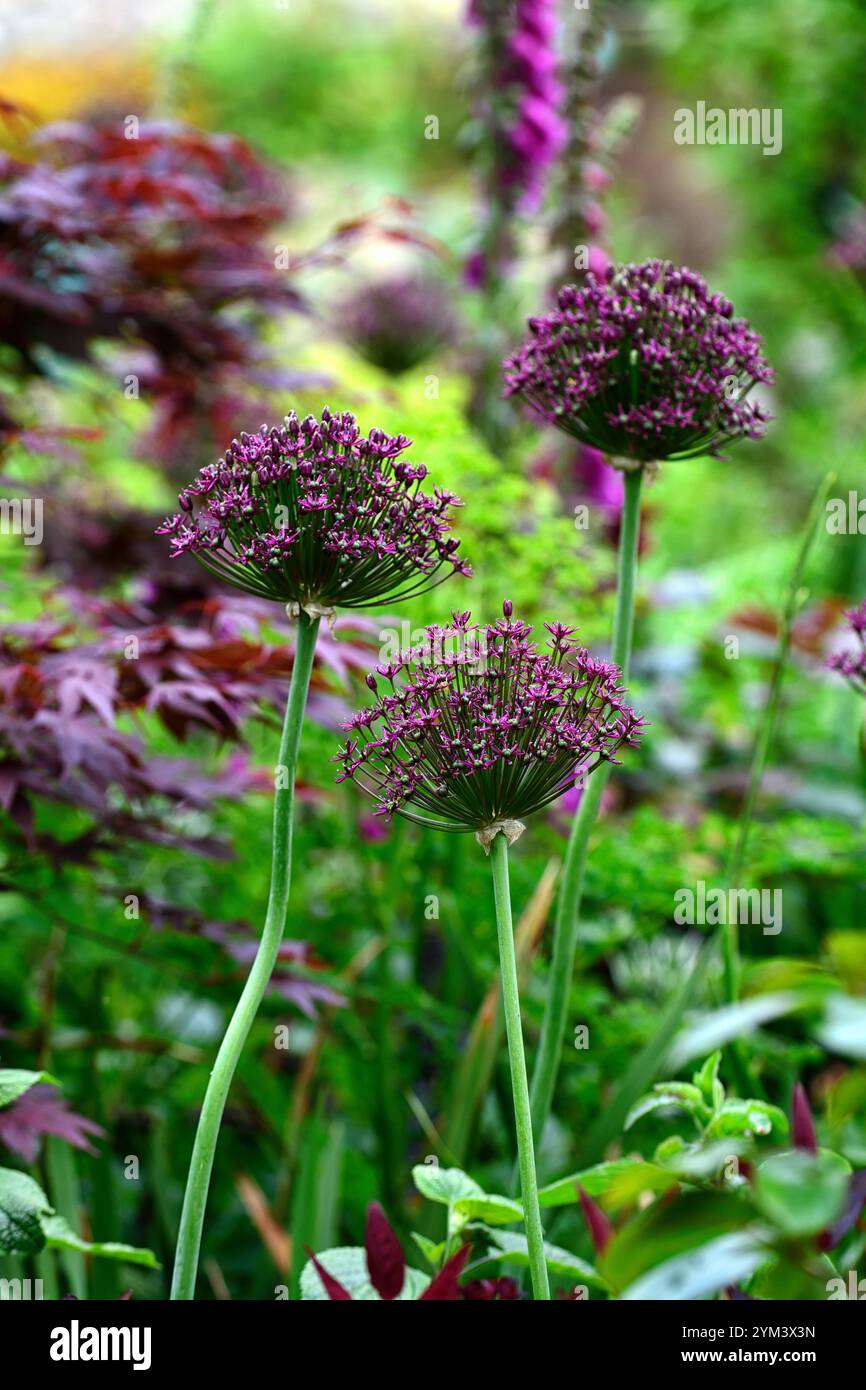 allium atropurpureum,deep purple flowers,foxgloves in background.allium ...