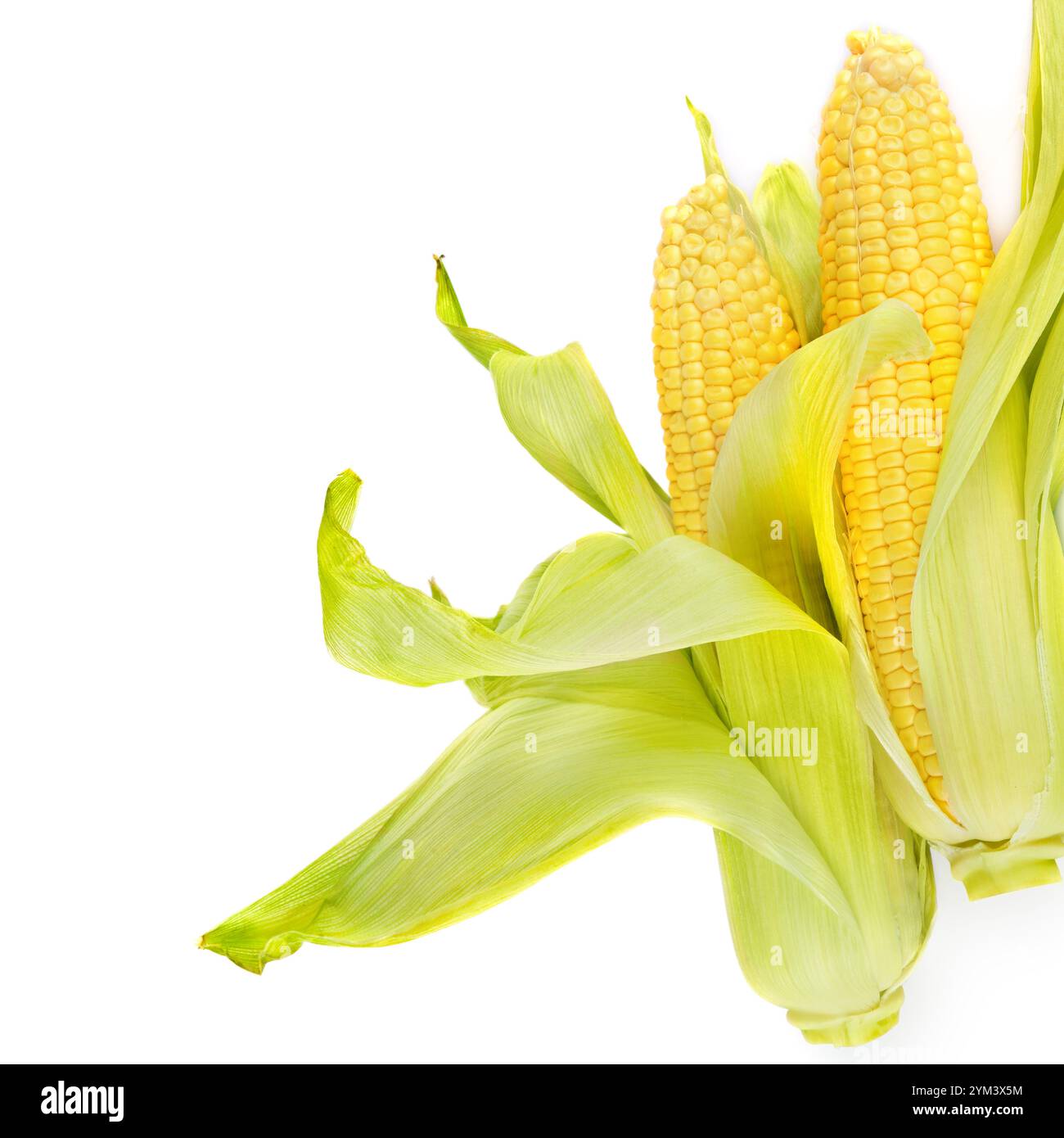 Double sweet corn ears isolated on white background . Free space for ...