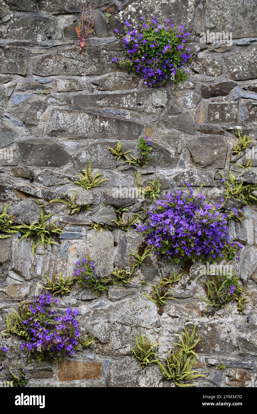 Campanula,Campanula growing on wall,bellflower growing on wall,blue ...