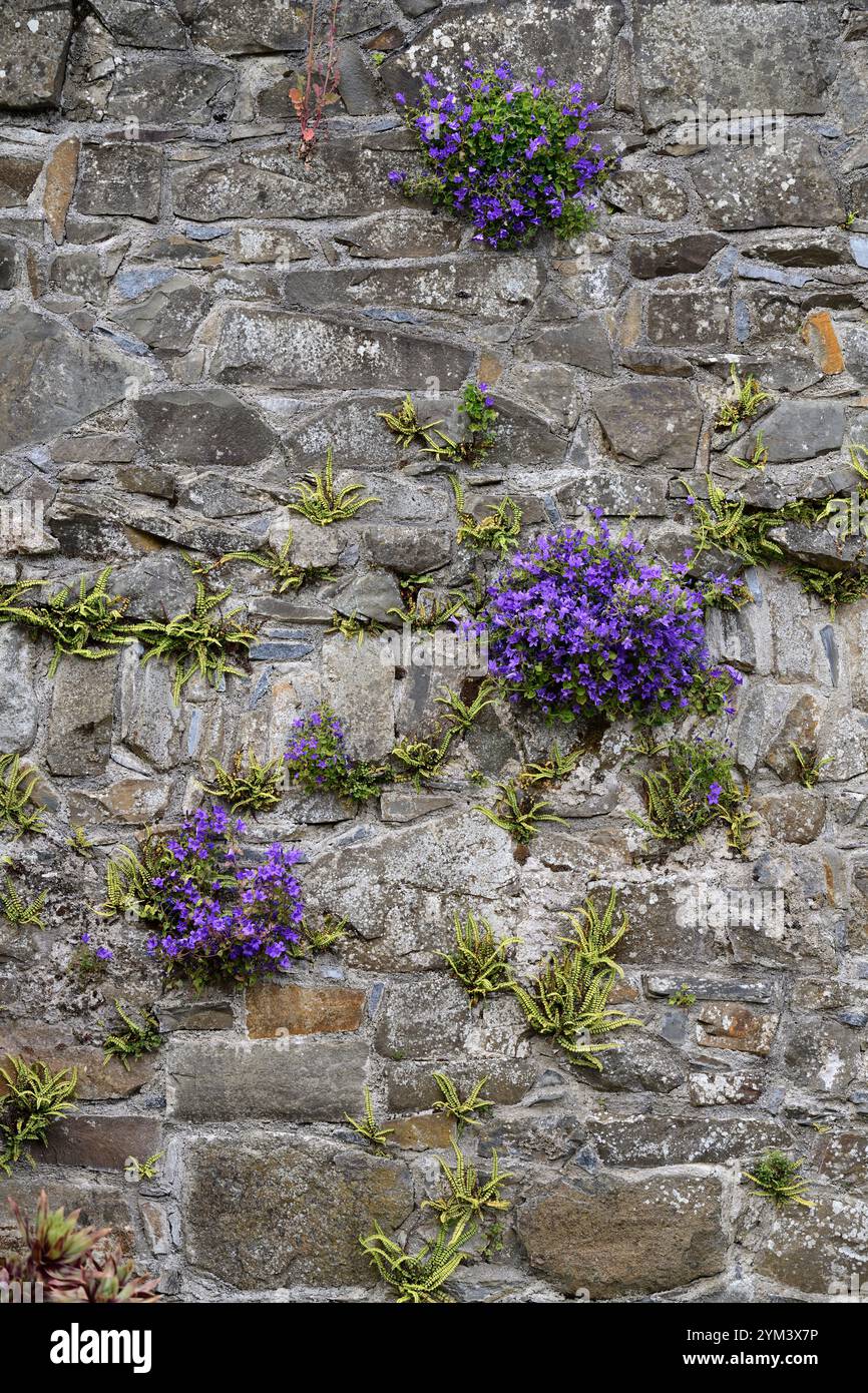 Bellflower growing on wall hi-res stock photography and images - Alamy