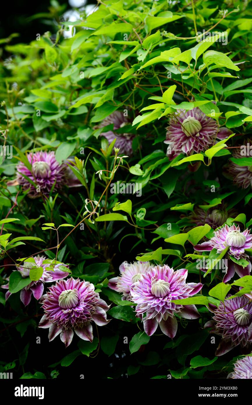Clematis Josephine,Evijohill,fully double flowers,double flowered ...
