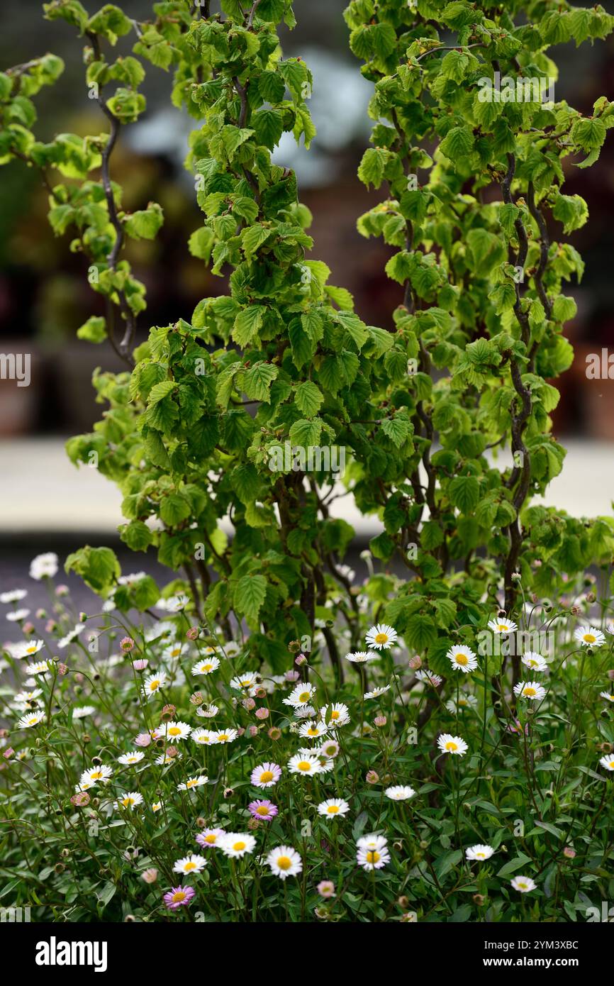 Underplanting tree hi-res stock photography and images - Alamy