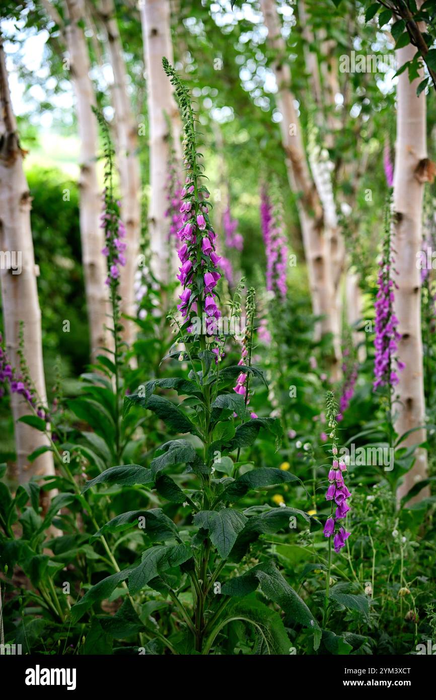 digitalis purpurea,foxglove,foxgloves,tree grove,Betula pendula,silver ...