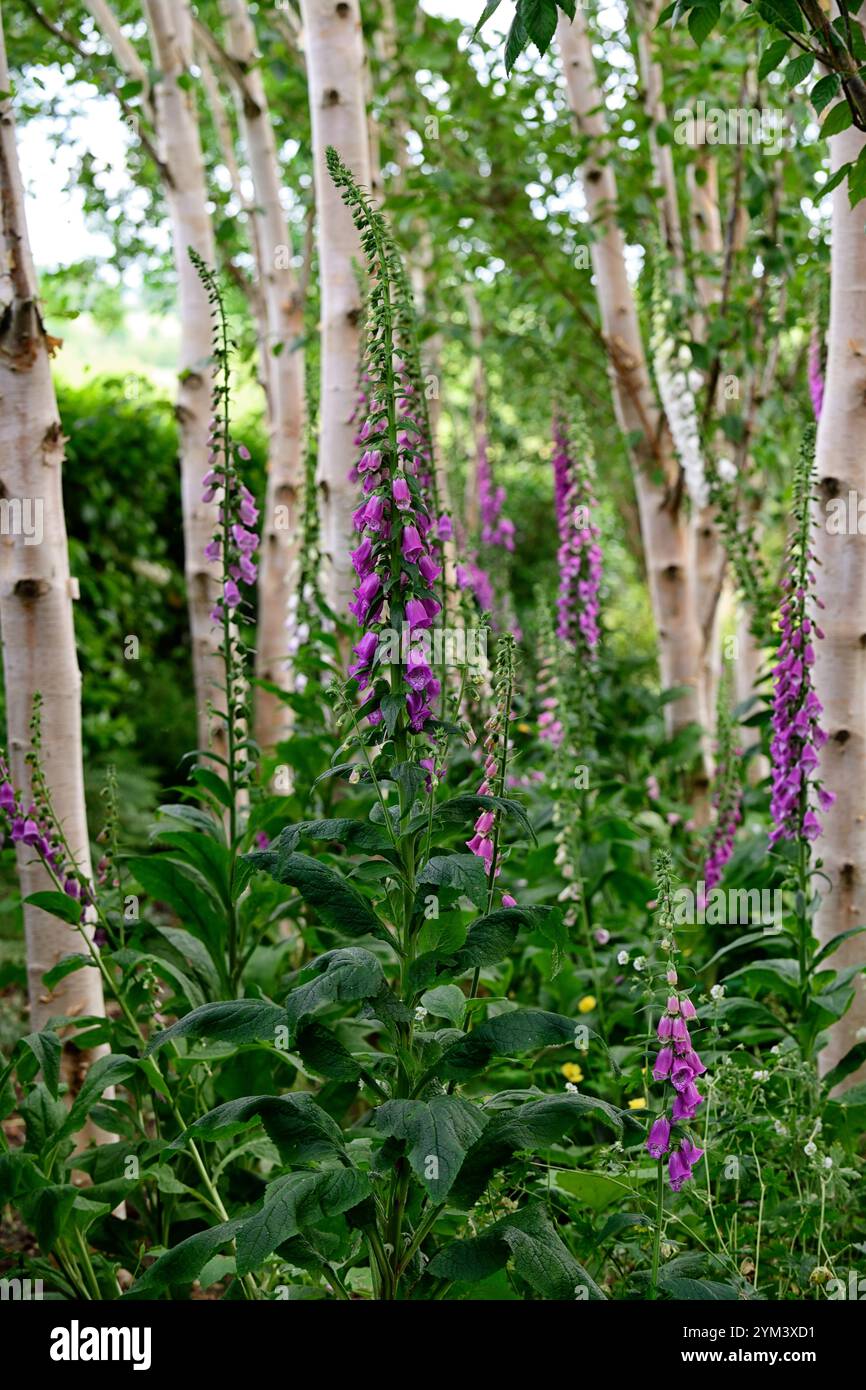 digitalis purpurea,foxglove,foxgloves,tree grove,Betula pendula,silver ...
