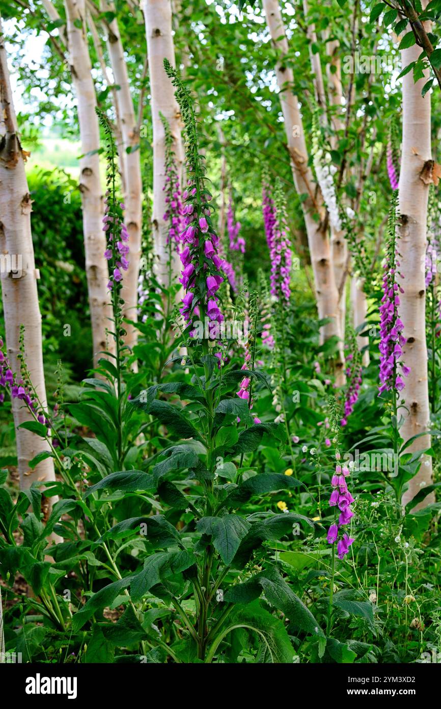digitalis purpurea,foxglove,foxgloves,tree grove,Betula pendula,silver ...