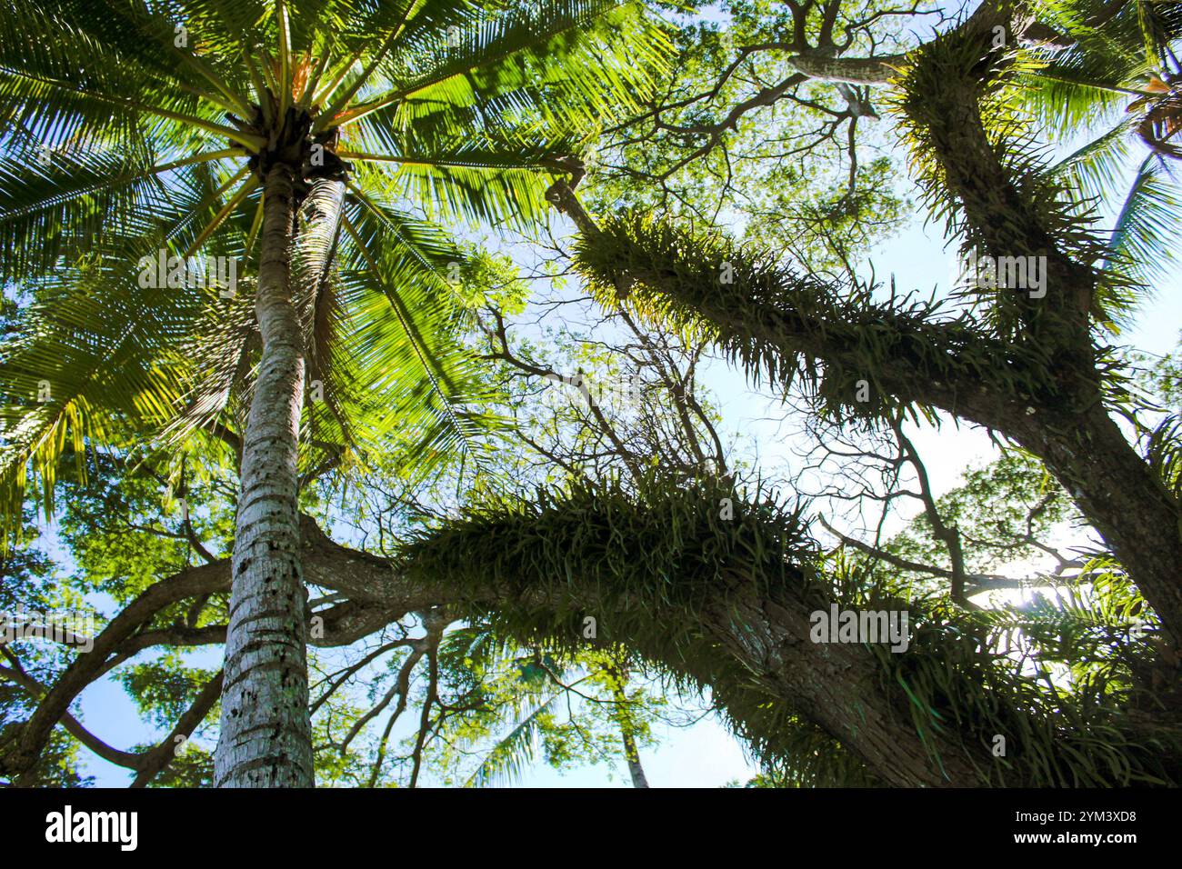 Australian greenery hi-res stock photography and images - Alamy