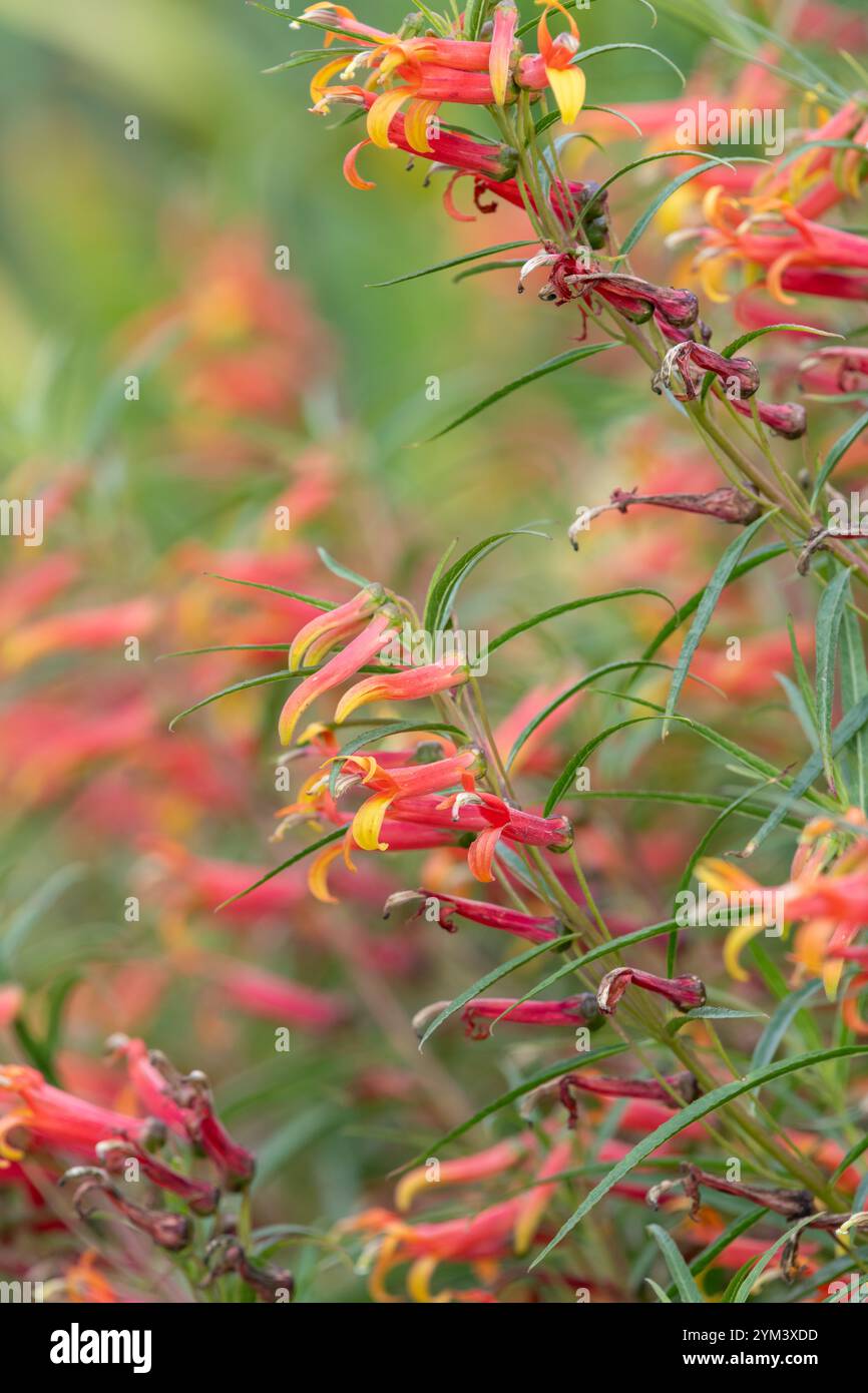 Mexican lobelia (lobelia laxiflora) flowers in bloom Stock Photo - Alamy
