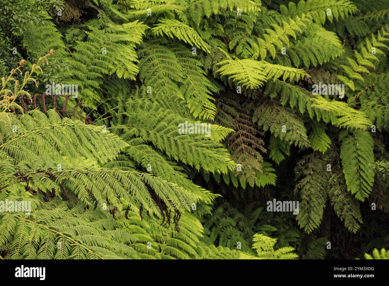 Australian greenery hi-res stock photography and images - Alamy