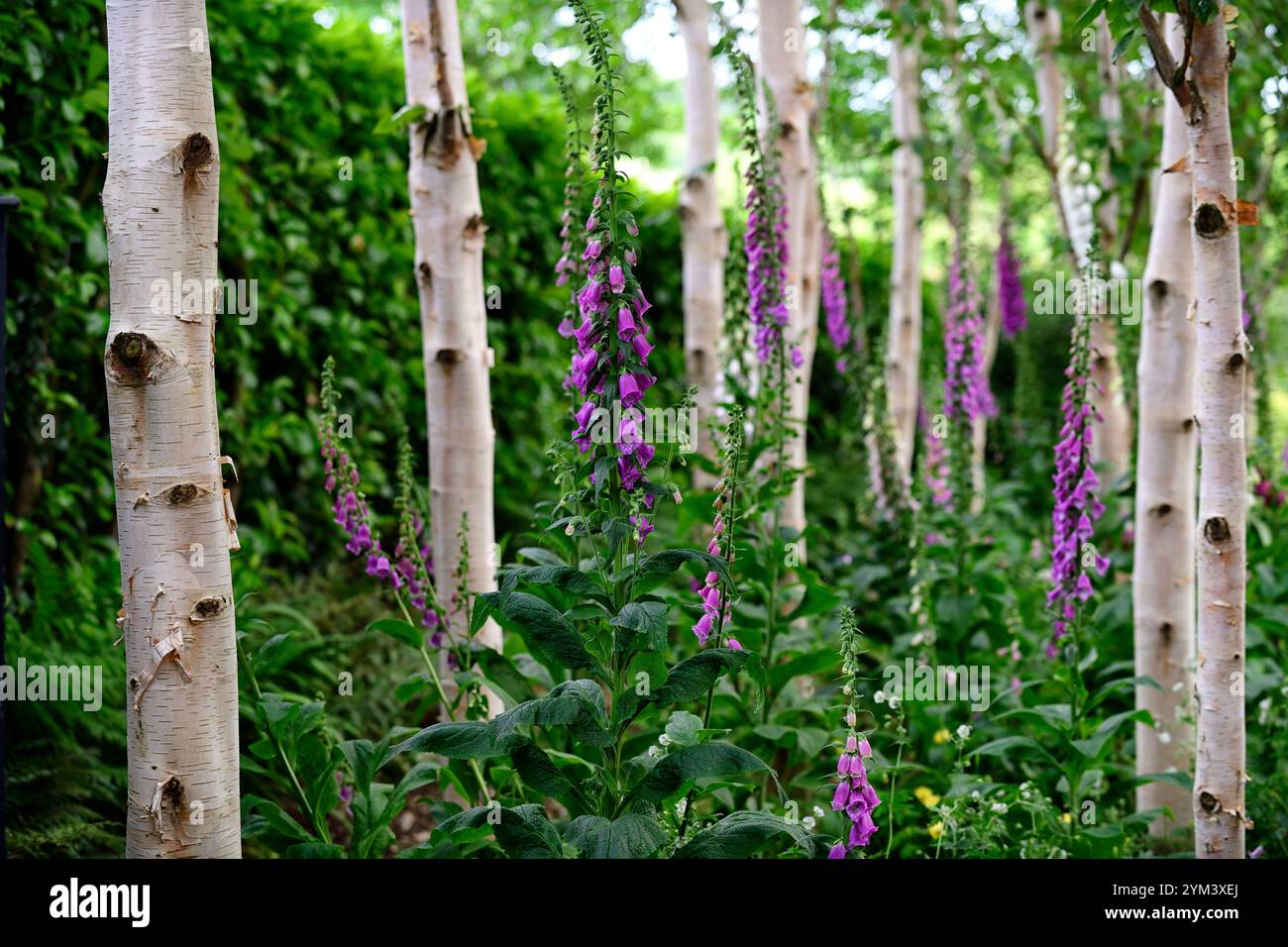 digitalis purpurea,foxglove,foxgloves,tree grove,Betula pendula,silver ...