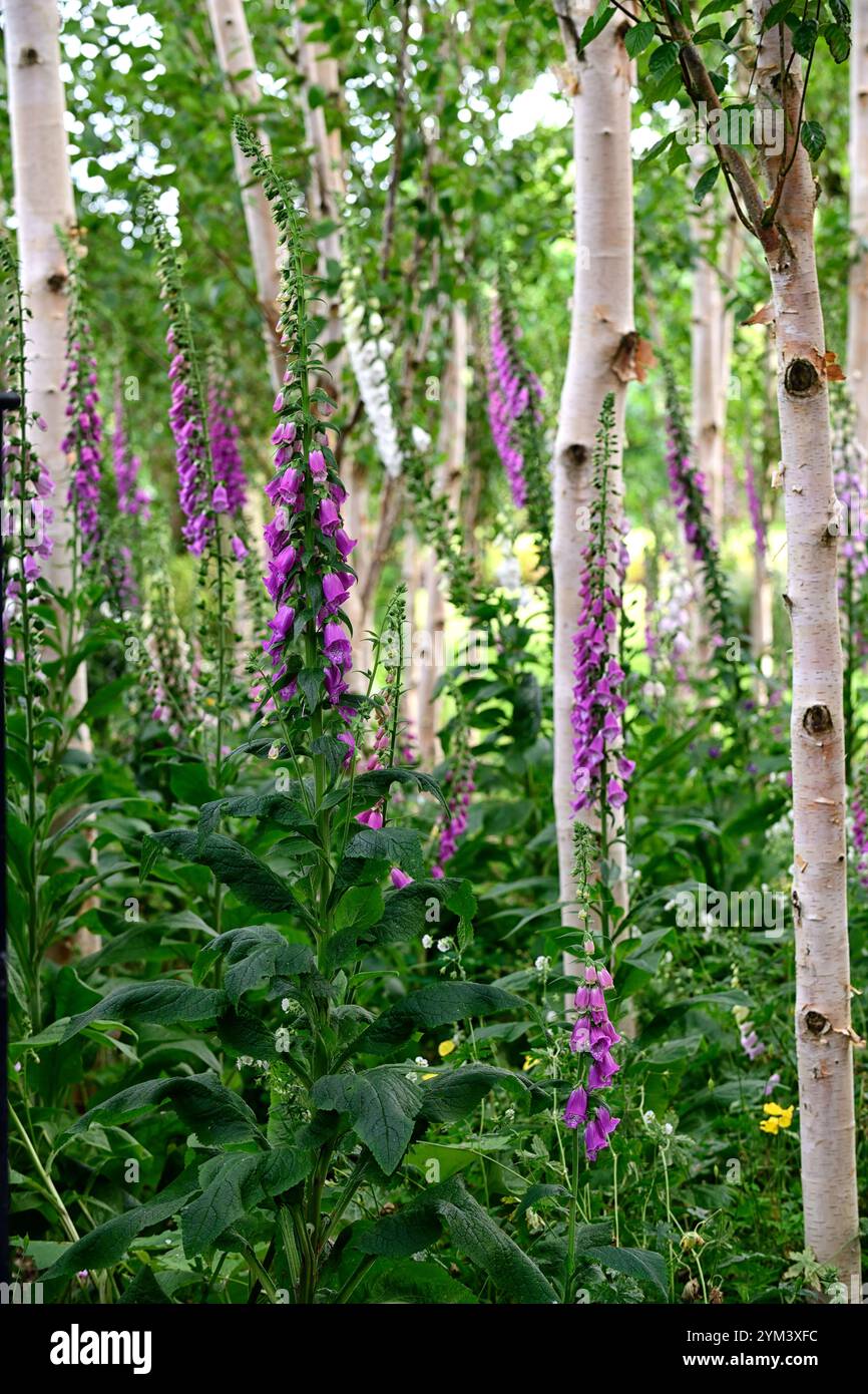 digitalis purpurea,foxglove,foxgloves,tree grove,Betula pendula,silver ...