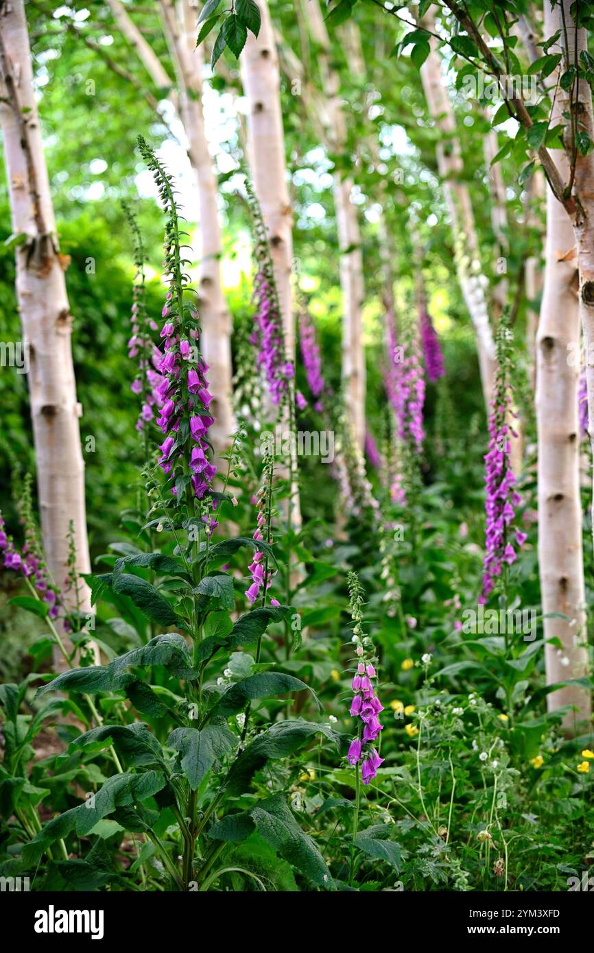 digitalis purpurea,foxglove,foxgloves,tree grove,Betula pendula,silver ...