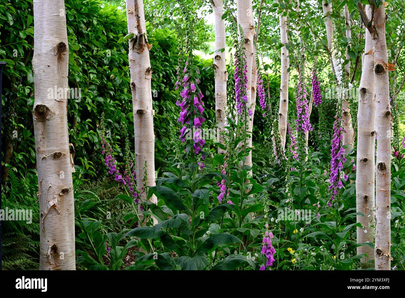 digitalis purpurea,foxglove,foxgloves,tree grove,Betula pendula,silver ...