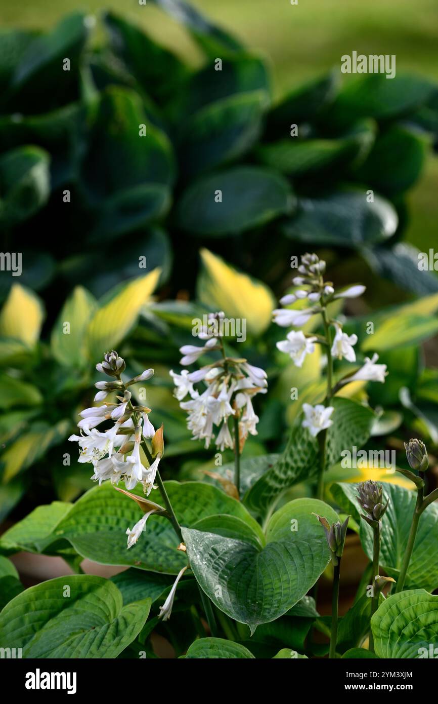 Flowering hostas hi-res stock photography and images - Alamy