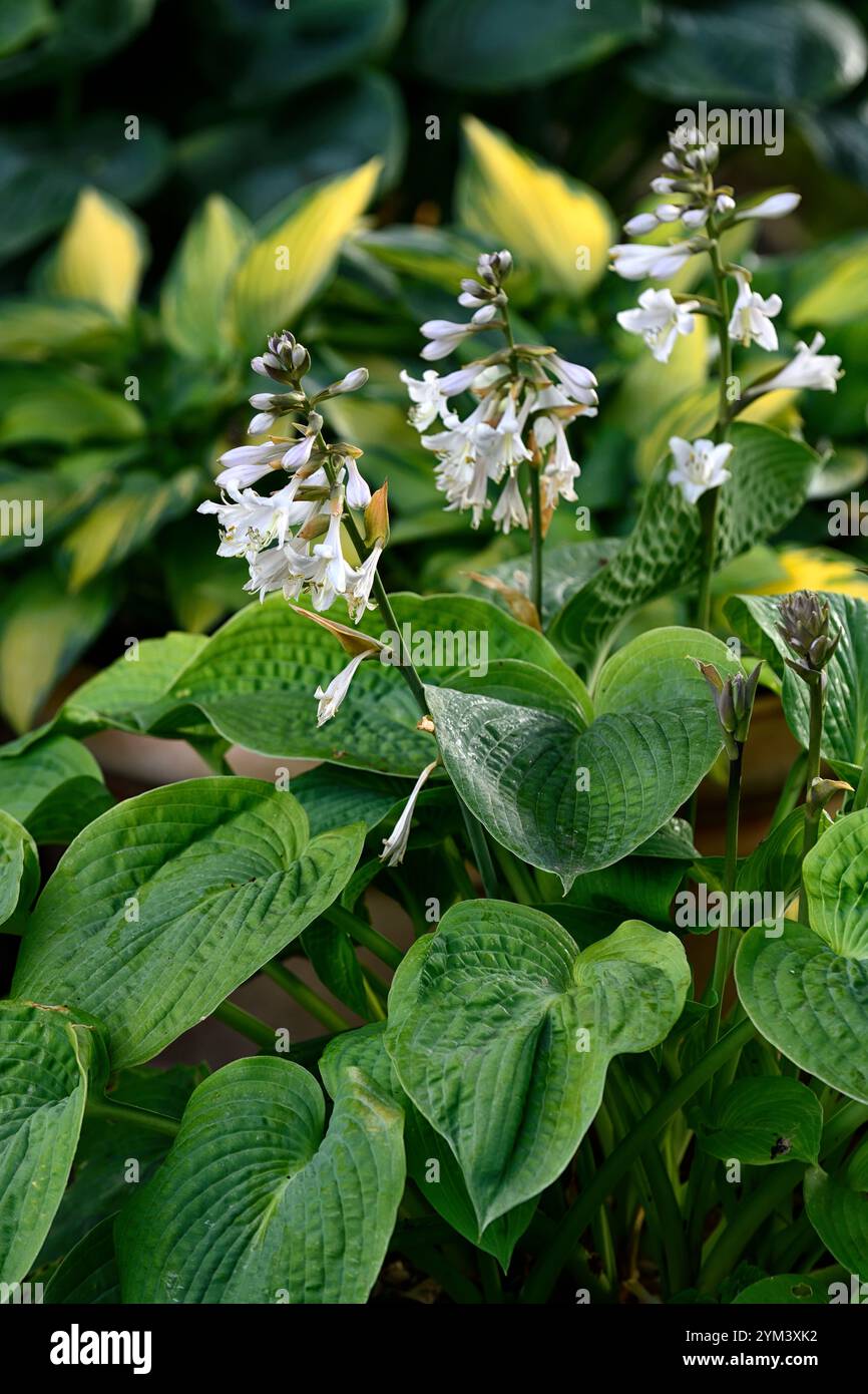 Flowering hostas hi-res stock photography and images - Alamy