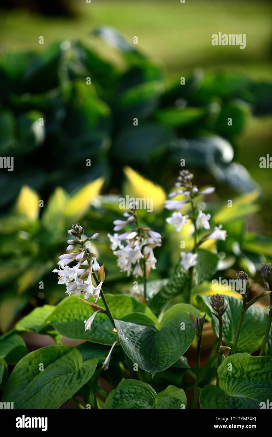 Flowering hostas hi-res stock photography and images - Alamy
