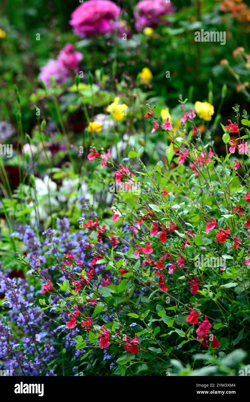 Salvia microphylla Hot lips,Nepeta six hills Giant,Salvia x jamensis ...