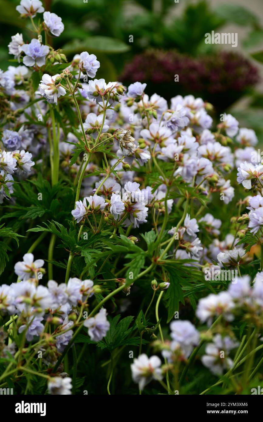 Double flowered geranium hi-res stock photography and images - Alamy