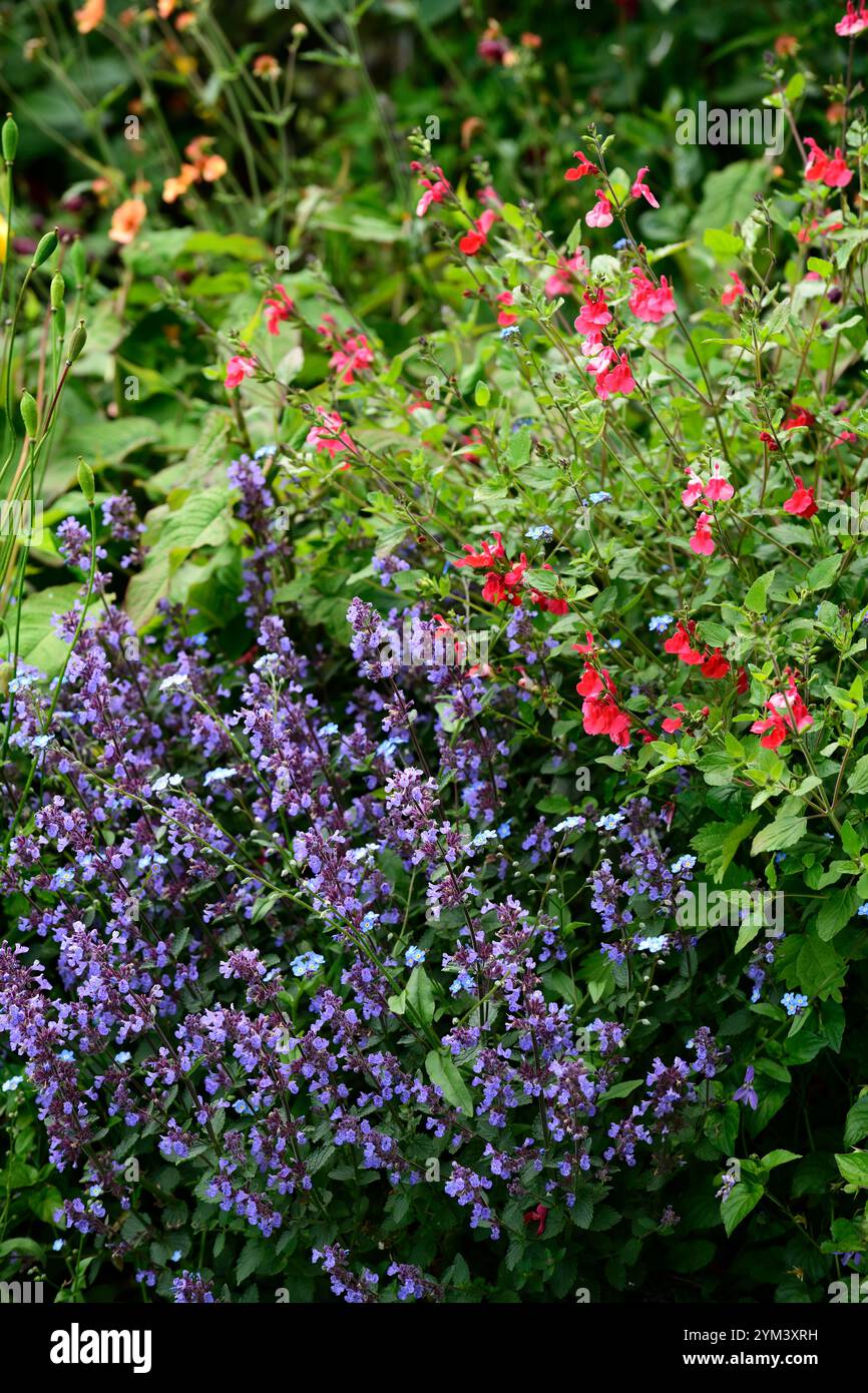Salvia x jamensis ‘hot lips’ hi-res stock photography and images - Alamy