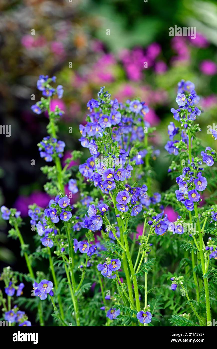 polemonium boreale,jacobs ladder, Boreal Northern Jacobs ladder,violet ...