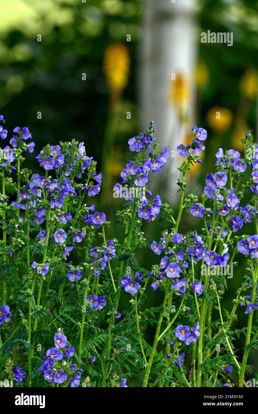 polemonium boreale,jacobs ladder, Boreal Northern Jacobs ladder,violet ...