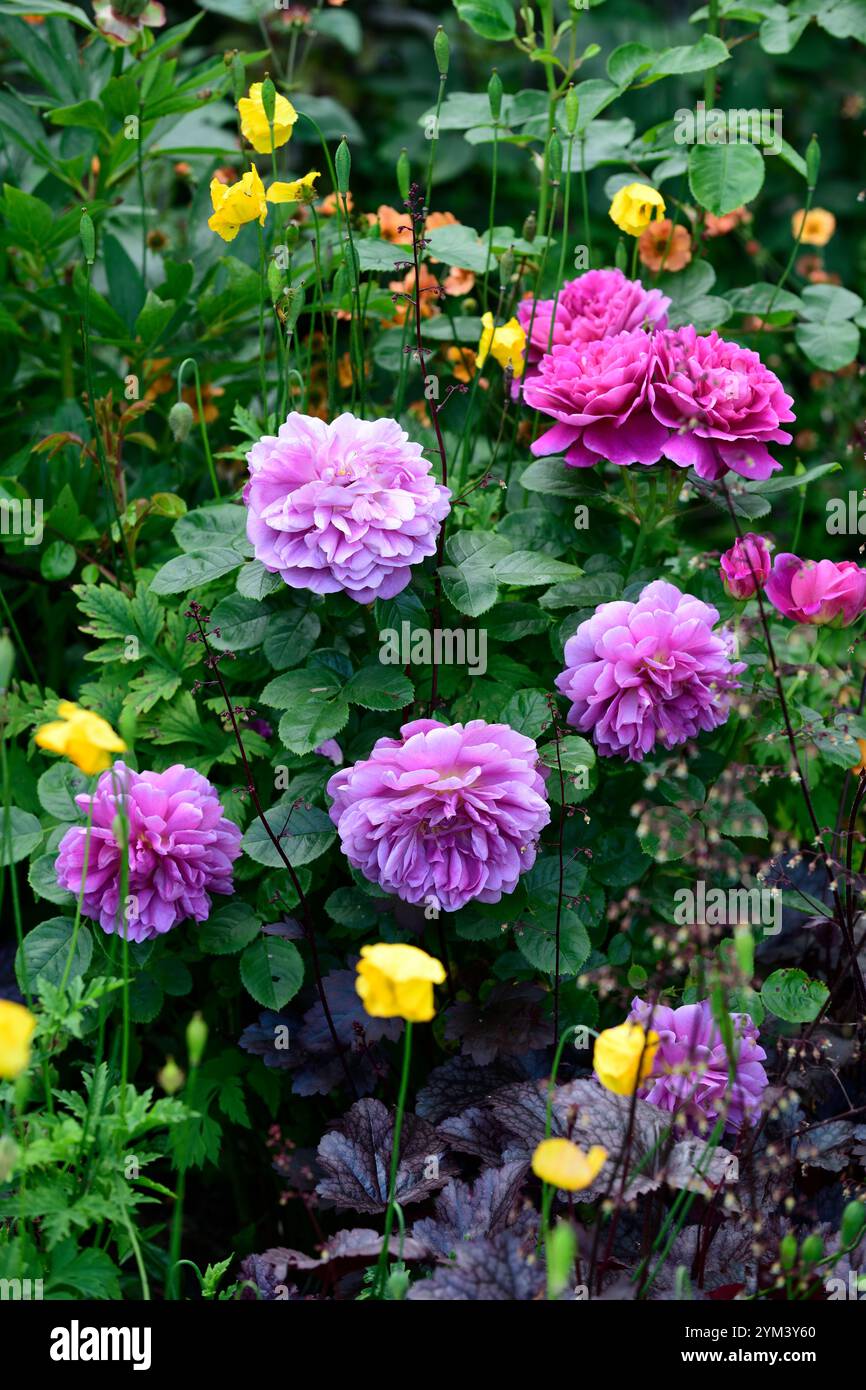 Poppies roses hi-res stock photography and images - Alamy