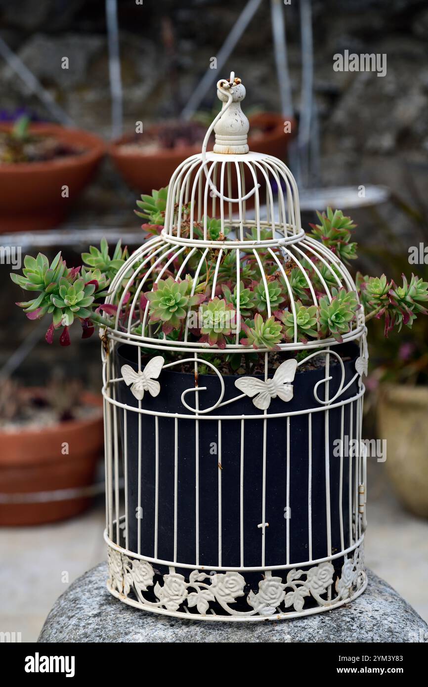bird cage planter,bird cage pot,ornate planter,unusual planter ...