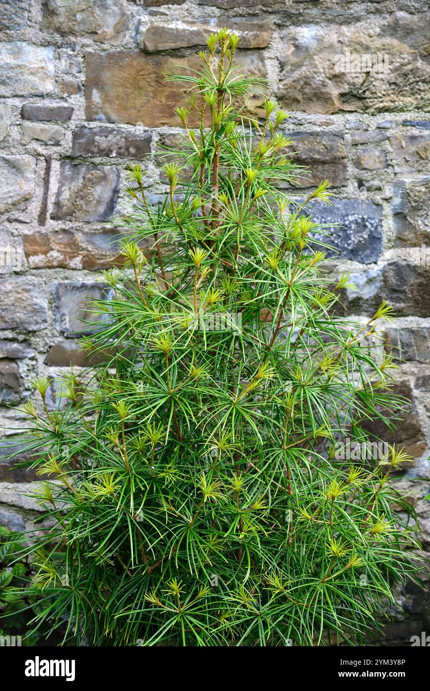 umbrella pine tree,Sciadopitys verticillata,Japanese Umbrella Pine ...