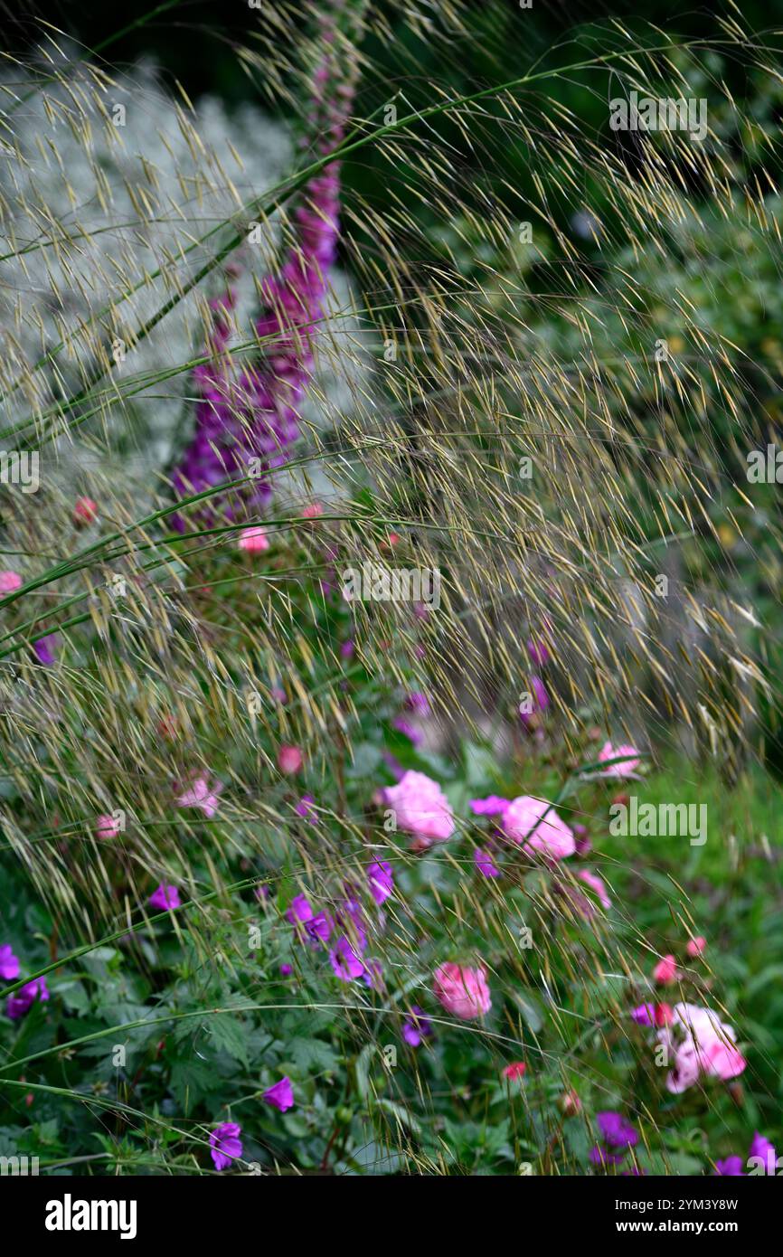 stipa gigantea,giant feather grass,seedhead,seeds,grass,grasses ...