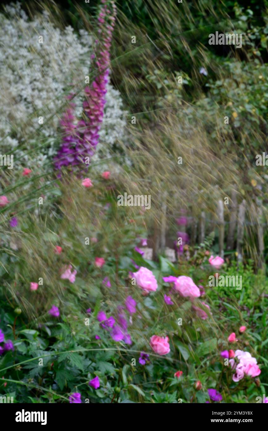 stipa gigantea,giant feather grass,seedhead,seeds,grass,grasses ...
