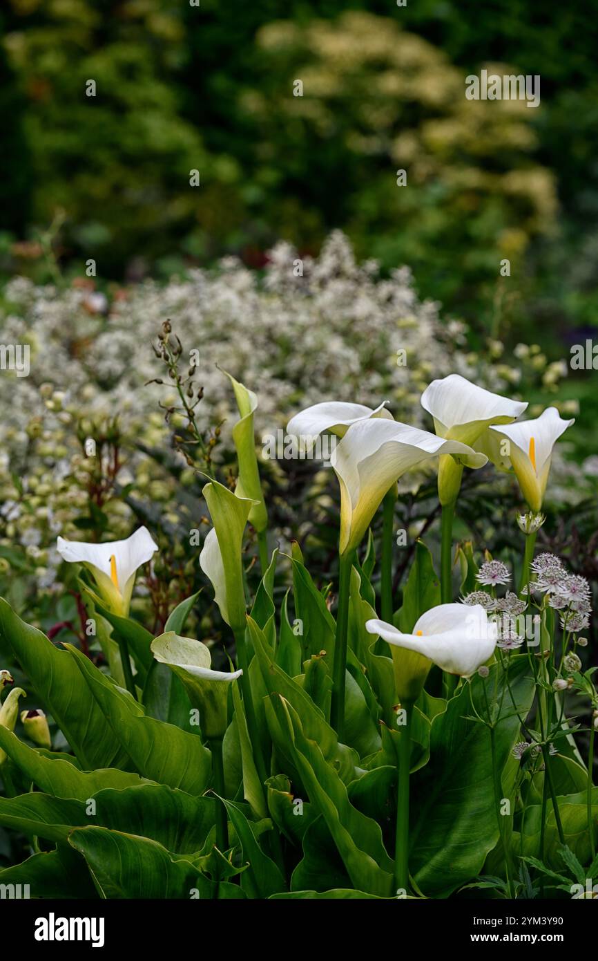Zantedeschia aethiopica; calla lily; arum lily; Astrantia major ...