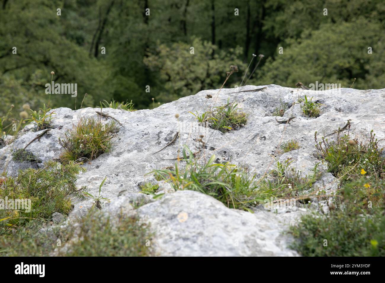 Armored lizards hi-res stock photography and images - Alamy