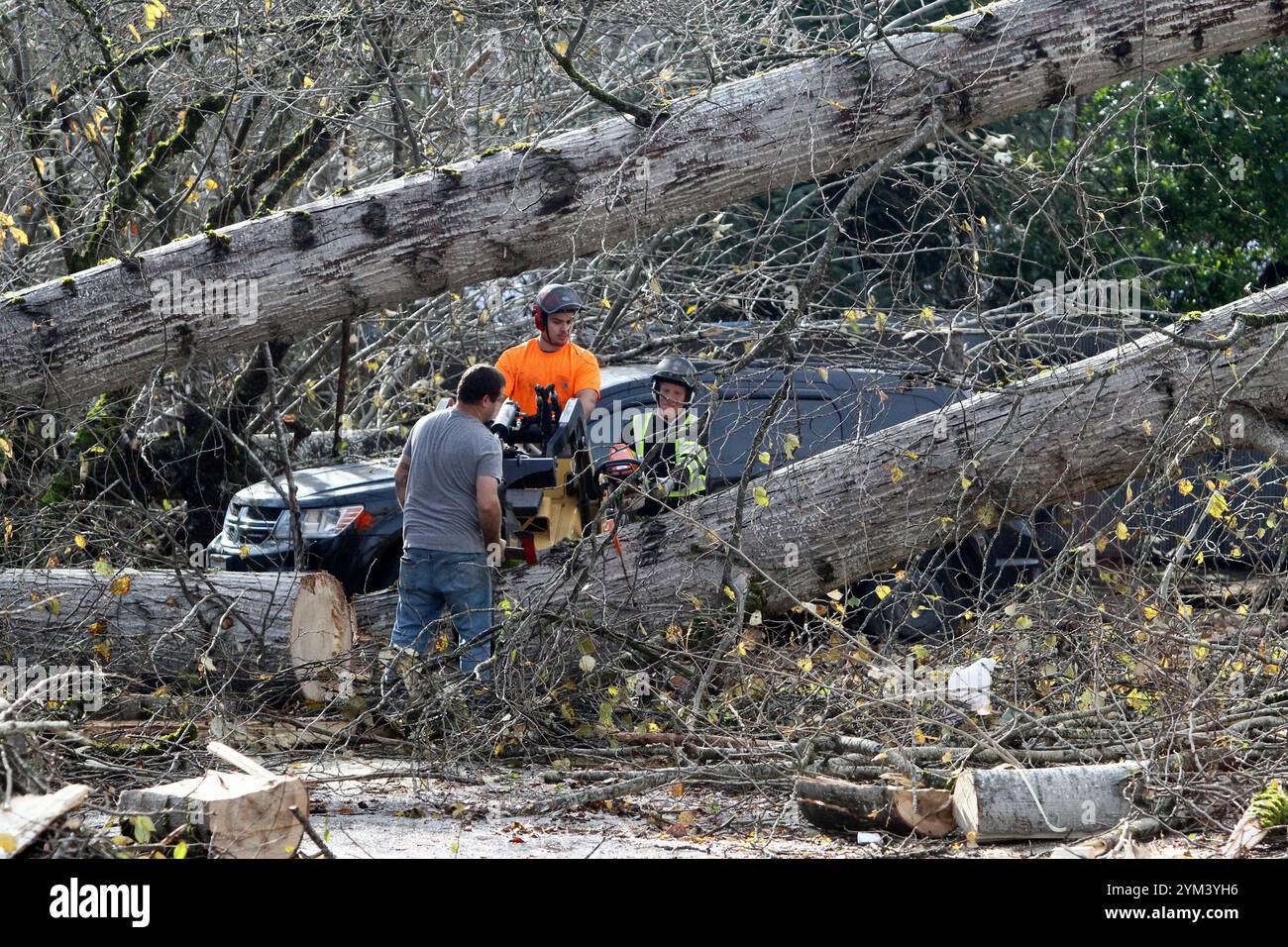 A crew cuts a tree that fell on a Taco Bell restaurant Wednesday, Nov ...
