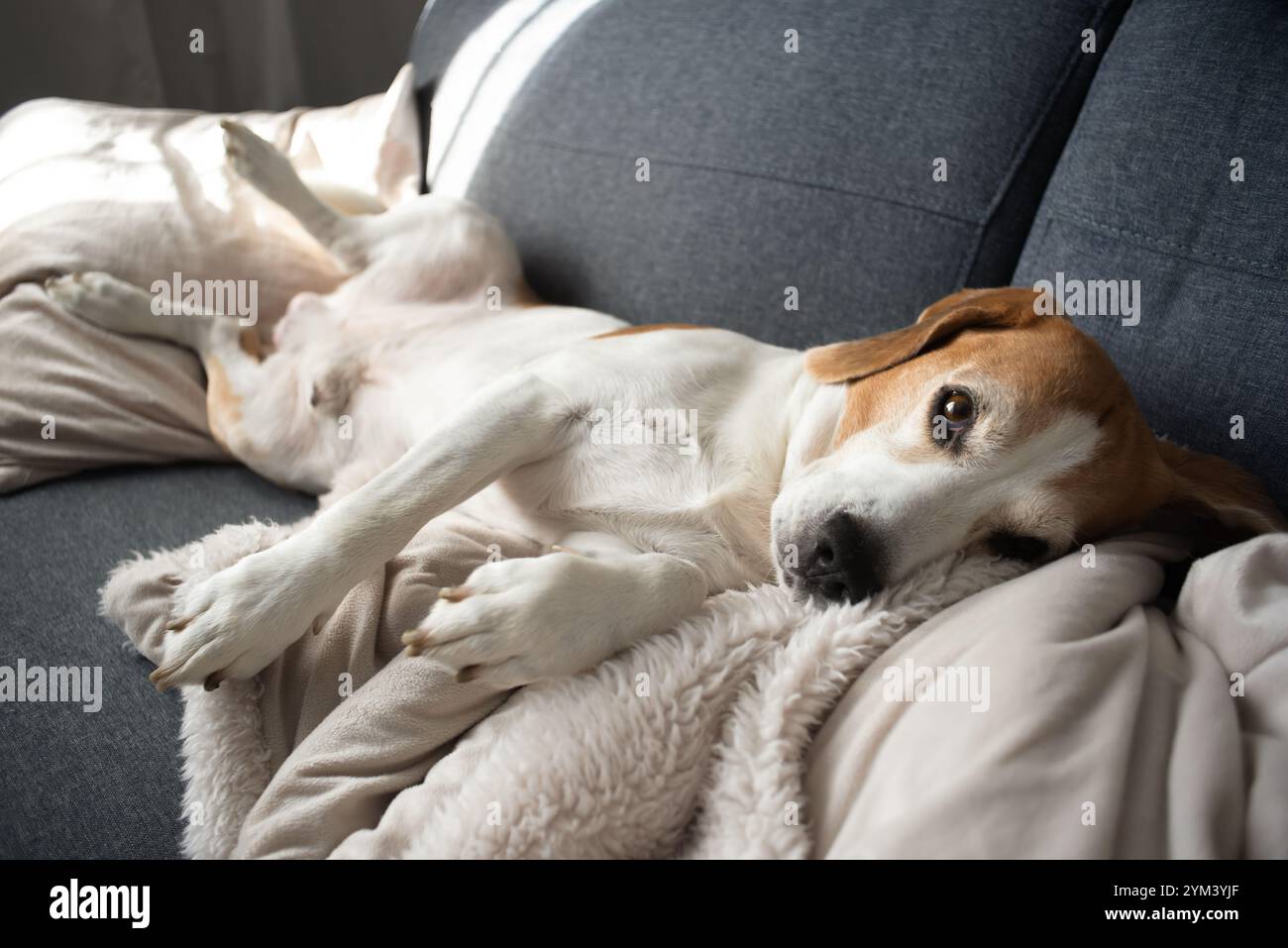Portrait of Adult male beagle dog sleeping indoors. Dog background ...