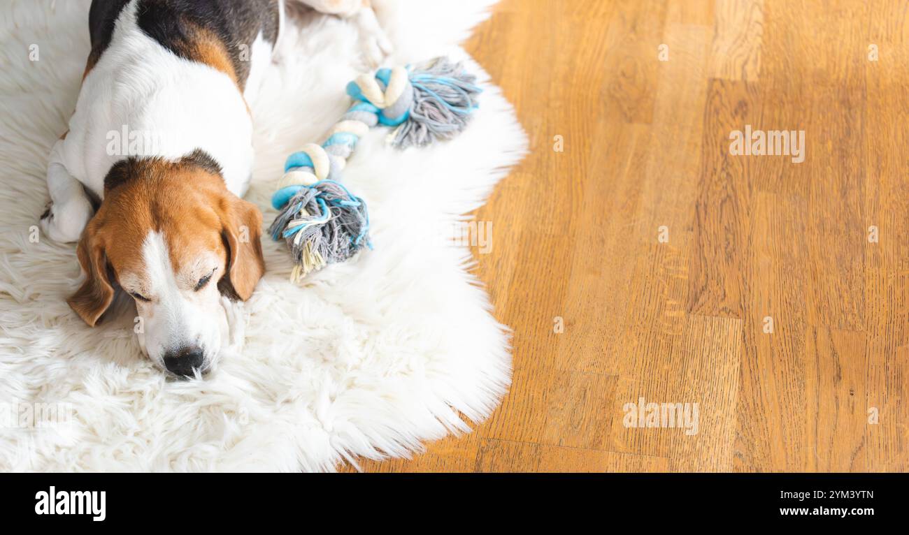 Portrait of Adult male beagle dog sleeping indoors. Dog background ...
