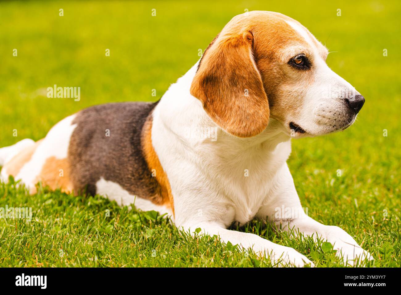 Tricolor beagle lying relaxed on green grass in shade on warm summer ...