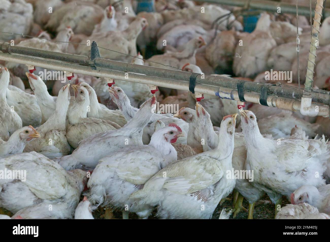 Indoor poultry farm, chickens drinking & feeding, 'Gallus domesticus ...