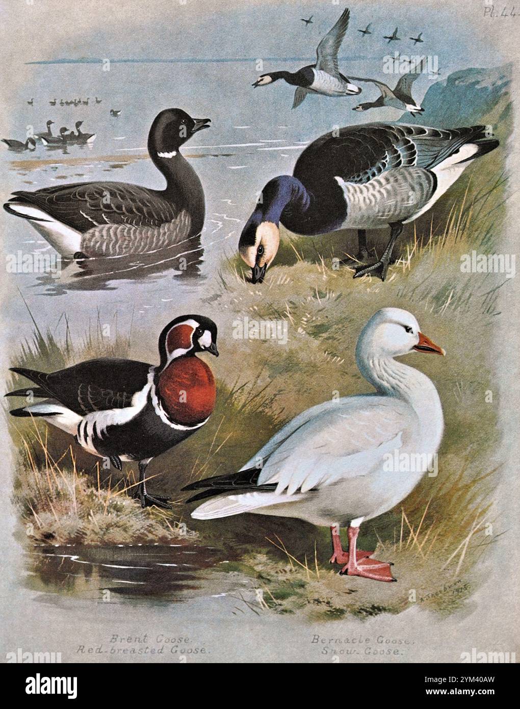 Brent Goose(Branta bernicla), Barnacle Goose(Branta leucopsis), Red ...
