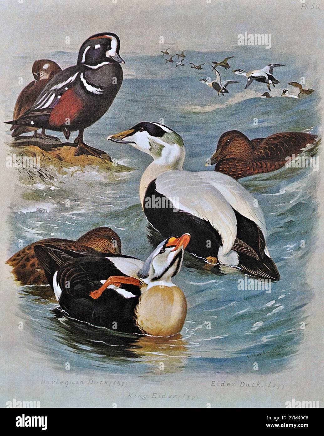 Harlequin Duck(Histrionicus histrionicus), Eider Duck(Somateria ...
