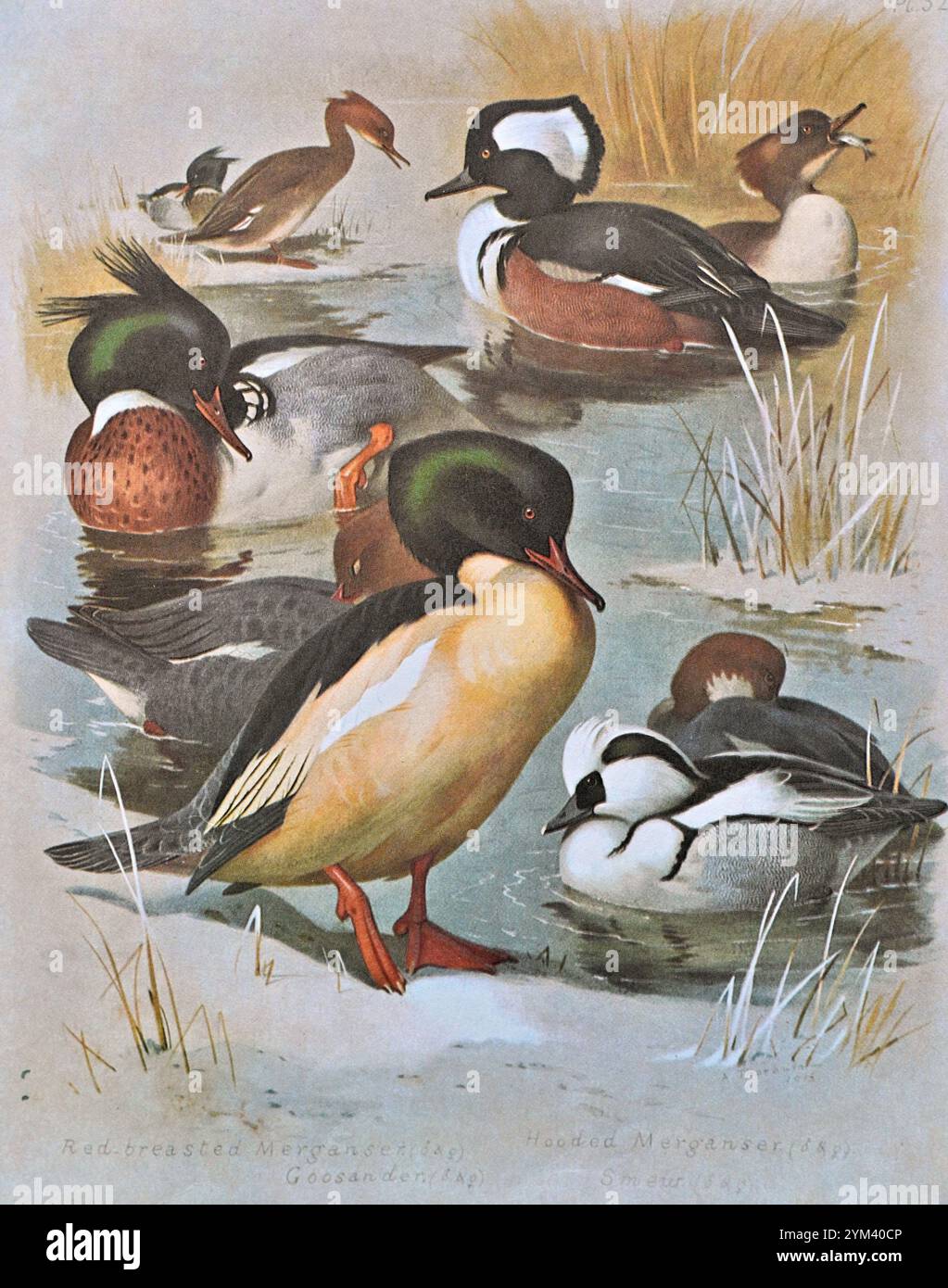 Red Breasted Merganser(Mergus serrator), Hooded Merganser(Lophodytes ...