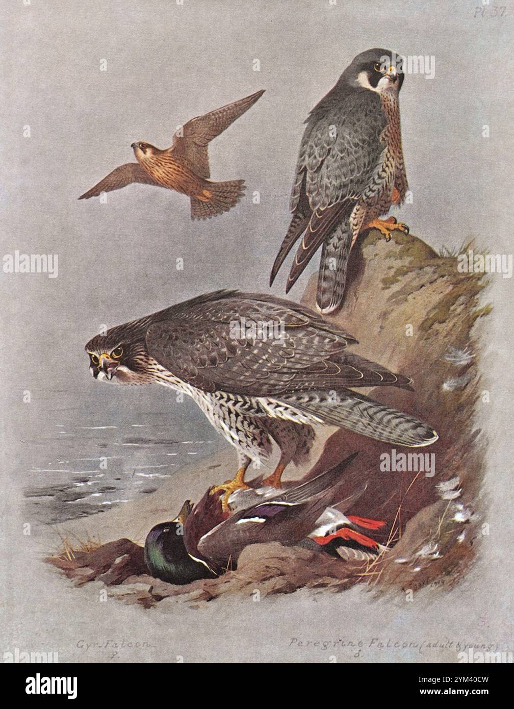 Peregrine Falcon(Falco peregrinus) and Gyrfalcon(Falco rusticolus ...