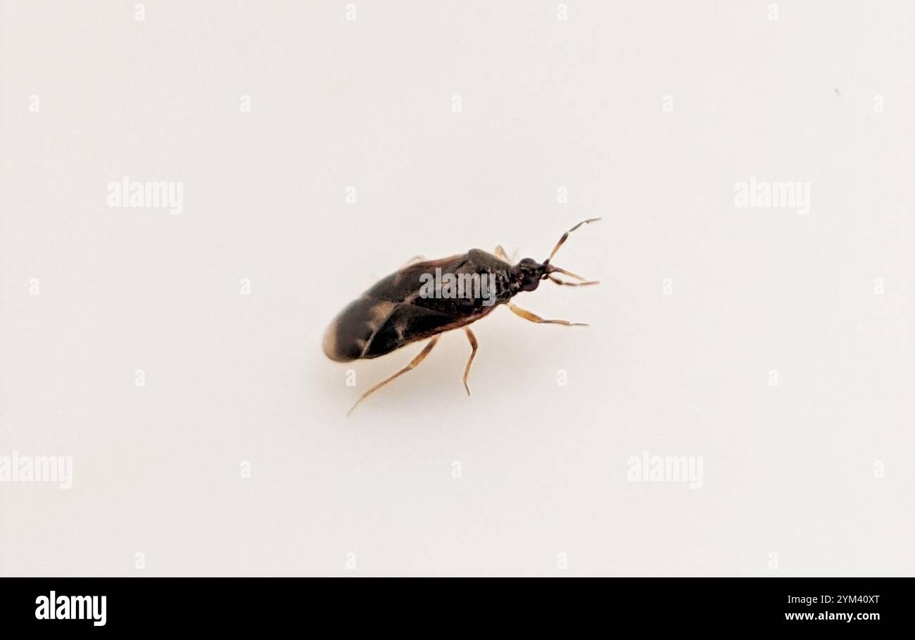 Minute pirate bugs (Anthocoridae Stock Photo - Alamy