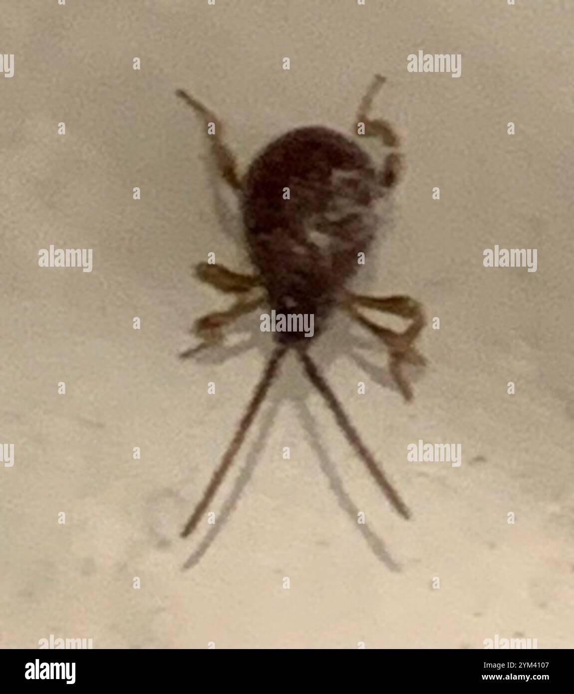 Smooth Spider Beetle (Gibbium aequinoctiale Stock Photo - Alamy