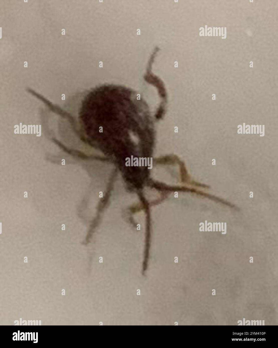 Smooth Spider Beetle (Gibbium aequinoctiale Stock Photo - Alamy