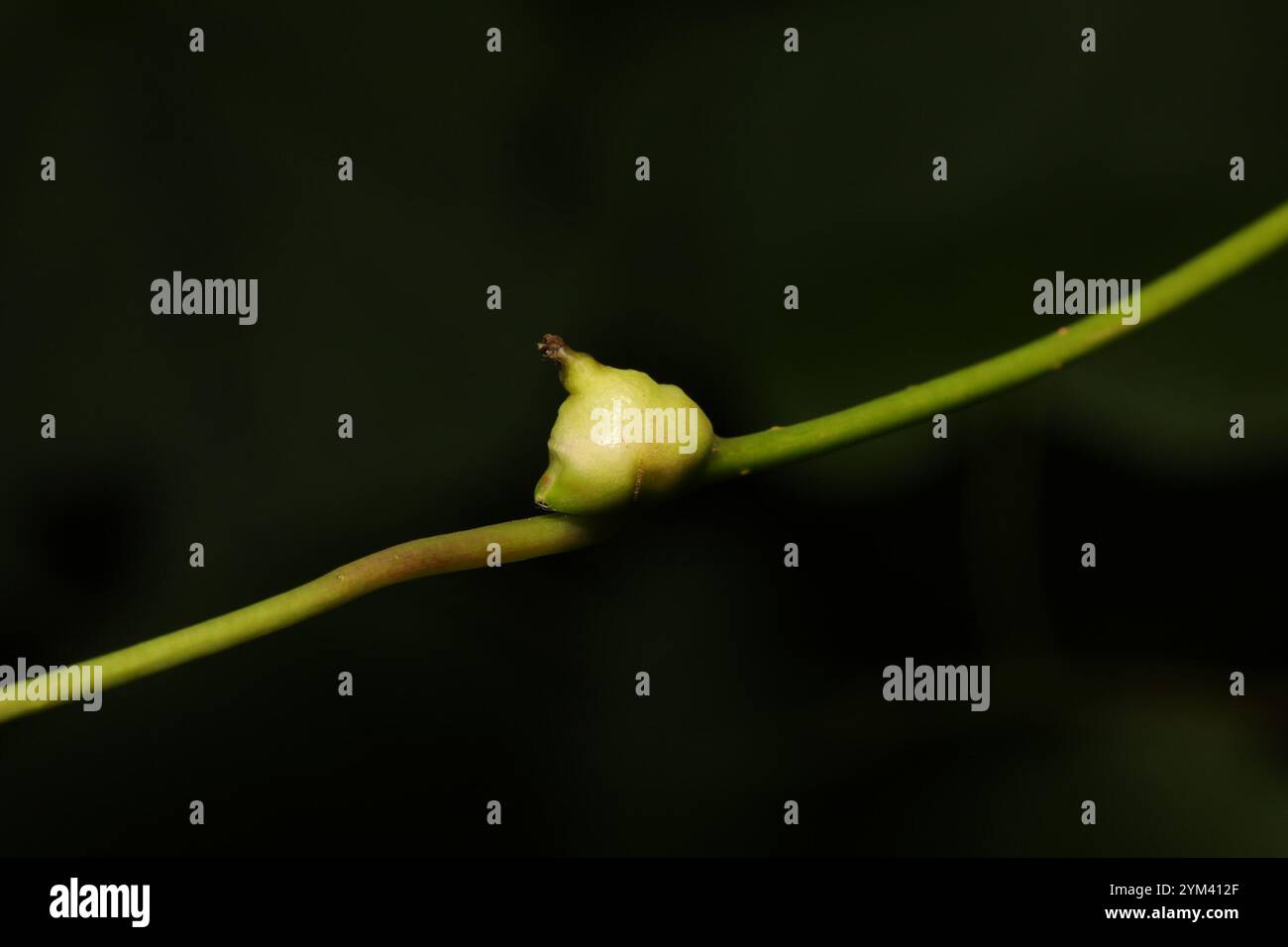 Lime Leaf-stalk Gall-midge (Contarinia tiliarum Stock Photo - Alamy