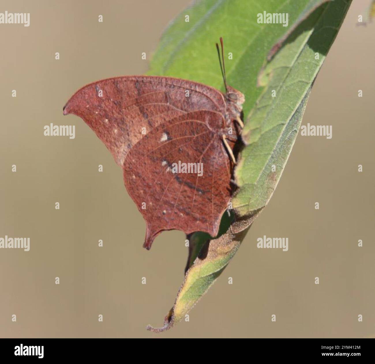 Goatweed Leafwing (Anaea andria Stock Photo - Alamy