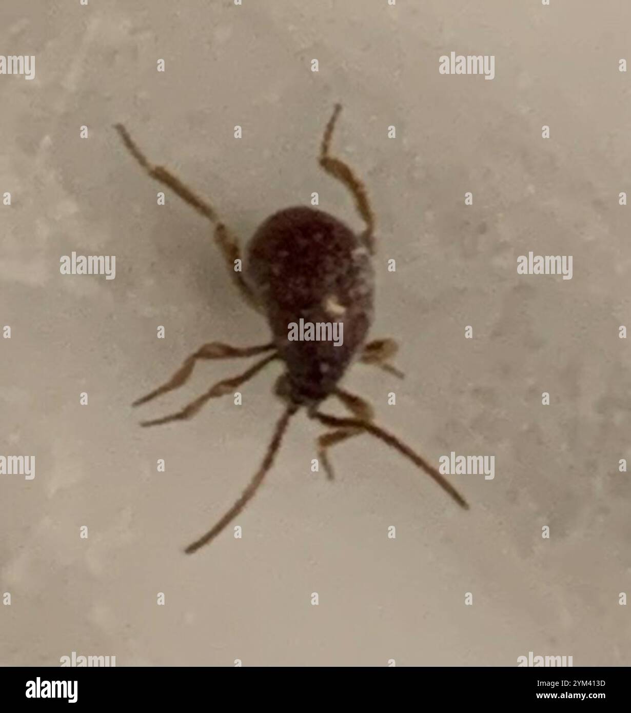 Smooth Spider Beetle (Gibbium aequinoctiale Stock Photo - Alamy