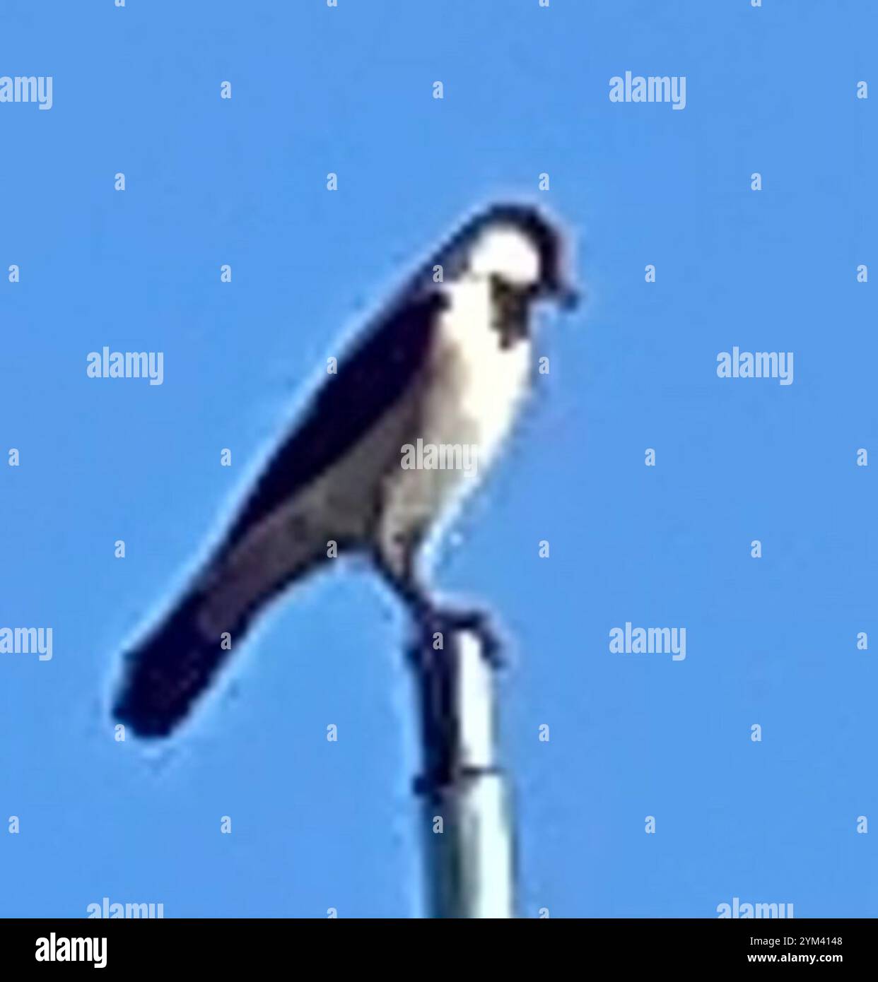 Hooded Crow (Corvus cornix Stock Photo - Alamy