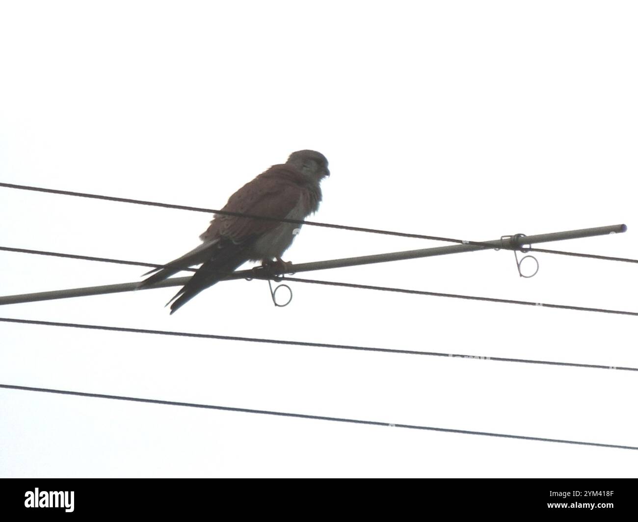 Nankeen Kestrel (Falco cenchroides Stock Photo - Alamy