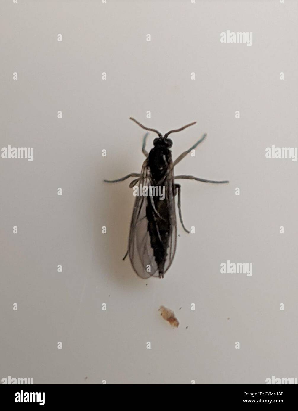 Fungus Gnats and Gall Midges (Sciaroidea Stock Photo - Alamy