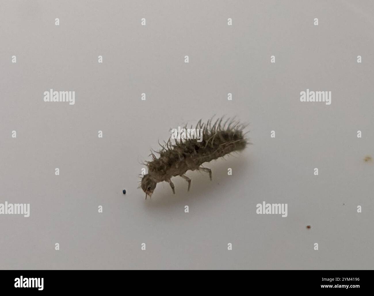 Water, Rove, Scarab, Long-horned, Leaf, and Snout Beetles (Polyphaga ...
